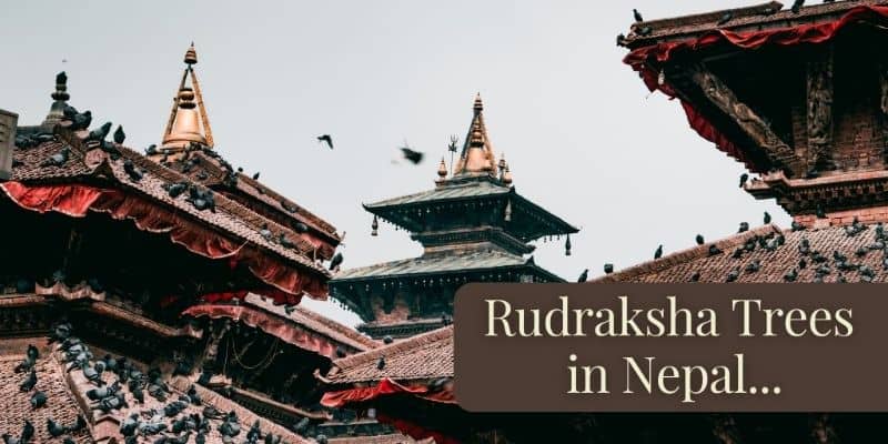 Rudraksha Trees in Nepal: Pashupatinath Temple & More Places – MapRoute ...